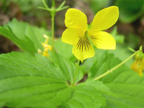 Viola Brevistipulata Var Laciniata