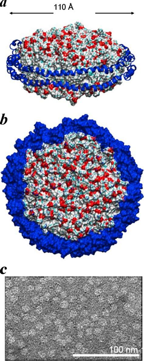 illustration of reconstituted hdl particles a and b molecularmodels
