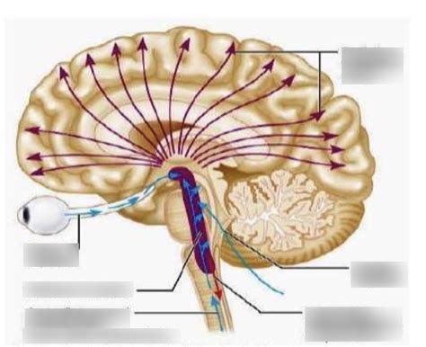 Reticular Formation Diagram Reticular Formation E Anatomy Imaios
