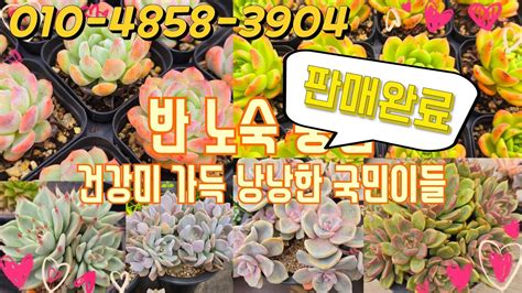 반노숙중인 따글이 묵딩 국민이 보러가실게요~~ 60여종 모음 01048583904 다육이 다육식물 특가다육