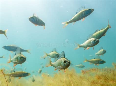 School Of Small Perch Swimming Underwater Stock Image Image Of Underwater Clean 276942131