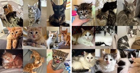 40 and counting meet our hero foster carer rspca south australia