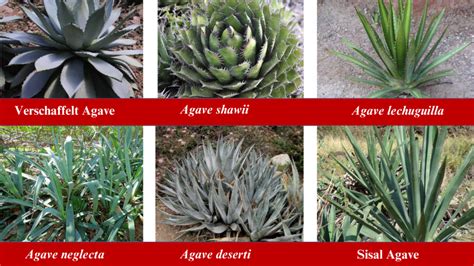 25 Types Of Agave Plants To Create A Whimsical Landscape