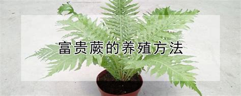 富贵蕨的养殖方法 发财农业网