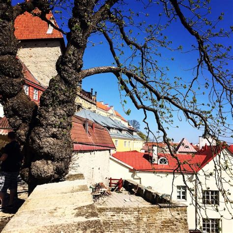 Premium Photo Large Tree In Town