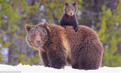 A Picture To Melt Your Heart Grizzly Bear Cub Hitches A Ride On His