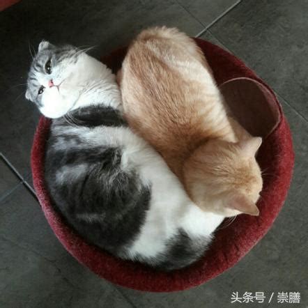 每一隻喵星人內心都住著一隻小公舉 每日頭條