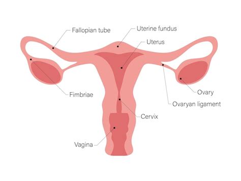 Premium Vector Healthy Female Reproductive System Uterus And