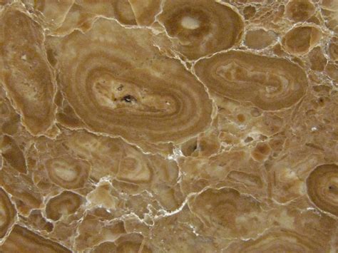 Paleocene Girvanella Stromatolites