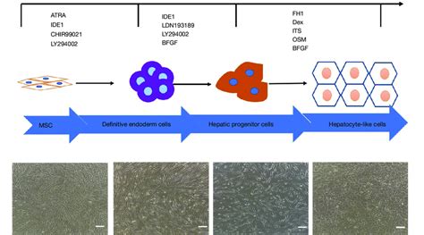 Schematic Diagram Of The Three Stage Strategy To Induce Human MSC Download Scientific Diagram