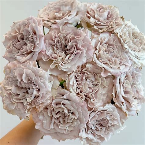 Westminster Abbey Netherlands Florist Shrub Rose Own Root Highgarden