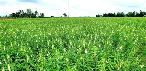 နှမ်းနက် ခေါ် စမုန်နက်နှမ်းများ အောင်မြင်ဖြစ်ထွန်း Myawady Webportal