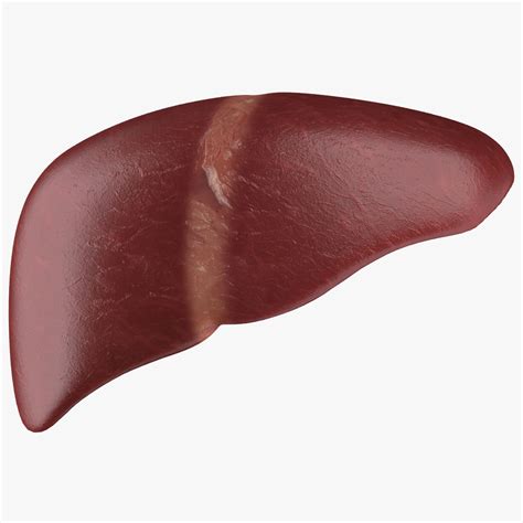 Liver 3d Models Download Free3d
