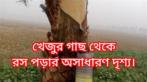 খেজুরের রস। খেজুর গাছ থেকে রস পড়ার অসাধারণ দৃশ্য। Viralvideo Video Youtube খেজুর খেজুরের