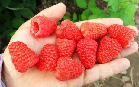 Los Berries Mexicanos Exportados A Más De 70 Países Del Resto Del Mundo