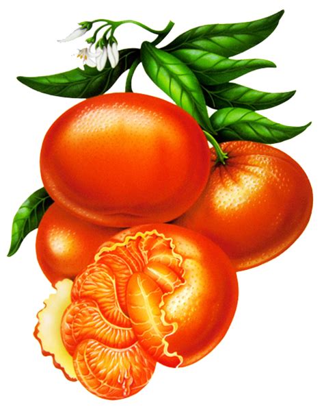 نقاشی دیجیتال تحسین برانگیز از میوه نارنگی پی ان جی