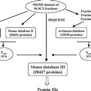 A Flowchart Showing The Cross Database Search Scheme For The Download Scientific Diagram