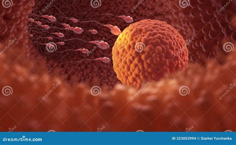 Conception Of A New Life Sperm And Egg Cell Natural Insemination Stock