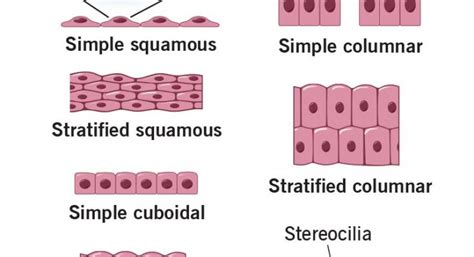 Simple Epithelial Tissue Structure Function Types And Locations