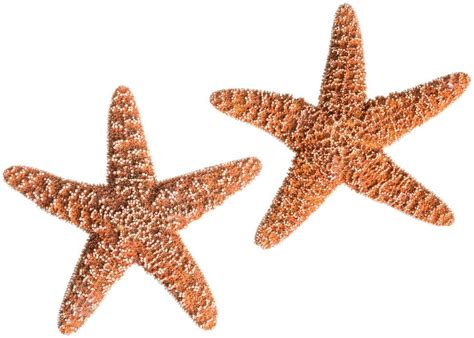 Starfish Real Large Brown Sugar Starfish For Crafts And Decor Michaels