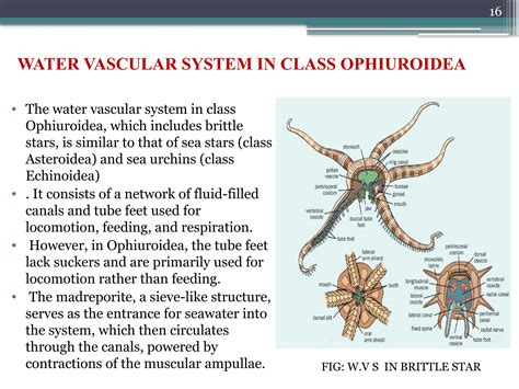 Water Vascular System In Echinodermata 1pptx
