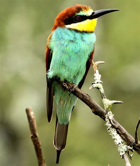 Img 5153 Andre Smit Flickr