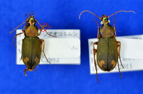 オオアトボシアオゴミムシ 関東を中心とした地表徘徊性甲虫
