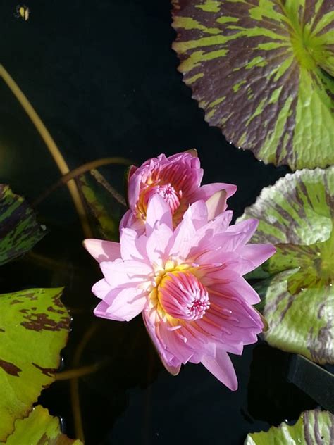 Lotus Roze Bloem Gratis Foto Op Pixabay Pixabay