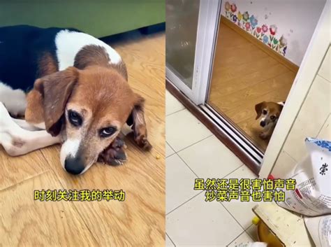 實驗犬被領養什麼都怕就不怕抽血 飼主心疼寶貝你有名字了 ETtoday寵物雲 ETtoday新聞雲