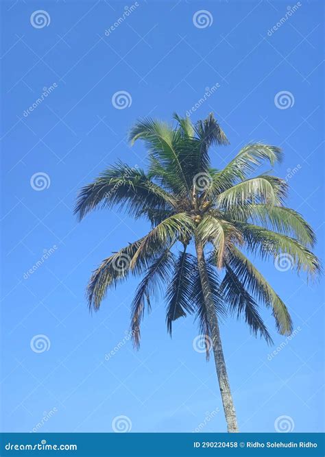 Coconut Trees Are Beautiful To Look At Stock Photo Image Of Vacation Fruit