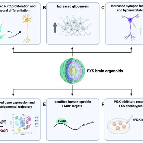 Summary Of Major Findings From 3d Fxs−ipsc−derived Models A Download Scientific Diagram