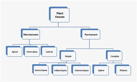 Image Showing Classification Of Plant Tissues Classification Of Plant