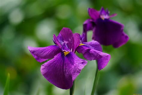 Обои Цветы Ирисы обои для рабочего стола фотографии цветы ирисы лиловый Обои для рабочего