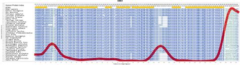 Cxxc4 Gene Genecards Cxxc4 Protein Cxxc4 Antibody