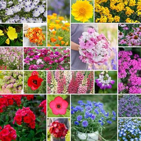 Best Shrubs For Partial Shade To Enhance Your Garden 2025 Garden Tips And Tools