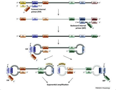 Loop Mediated Isothermal Amplification Lamp • Microbe Online