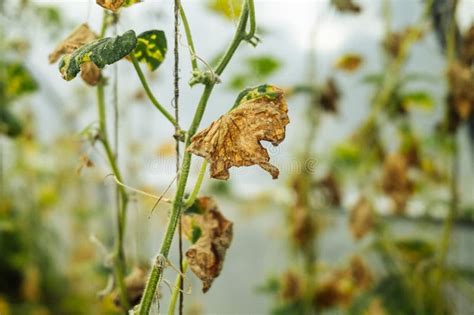 Spoiled Cucumber Branches Affected By Phytophthora In Greenhouse Late