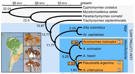 How To Become Ant I Social Erosion Of Ant Genome Tied To Loss Of