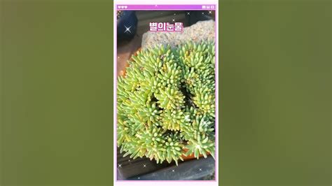 문희옥평행선 별의눈물백화다육이야생화키핑장다육이키핑장바위솔 Youtube