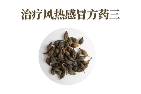 治疗风热感冒的中药方剂有哪些 病症知识 轻壹