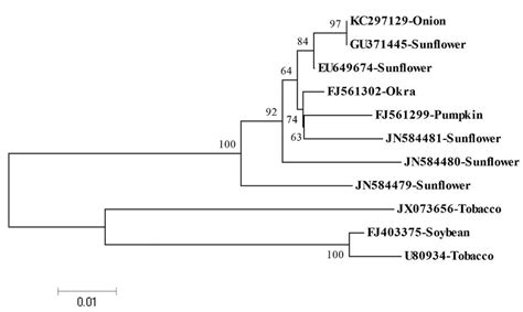Phylogenetic Trees Constructed Using Neighbour Joining Method Of Mega Download Scientific