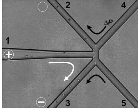 Cell Sorting By Combining Electrokinetic Flow And An Opposing
