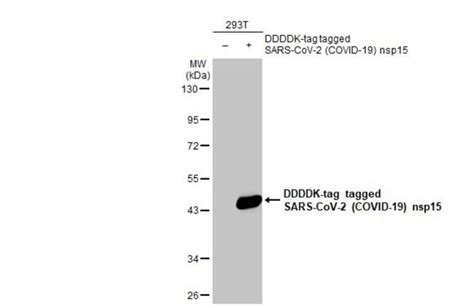 Sars Cov 2 Nsp15 Monoclonal Antibody Hl1446 Invitrogen 100 μl Unconjugated Antibodies