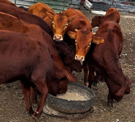 Communications In The Agricultural Supplies Industry Part 1 In The