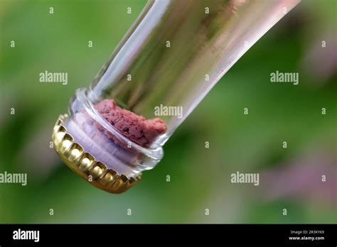 Wine Production Yeast At Frank Hansen Blog