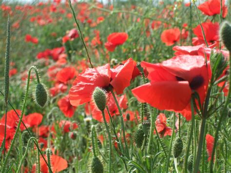 Bee Friendly Plants And Flowers Talking With Bees