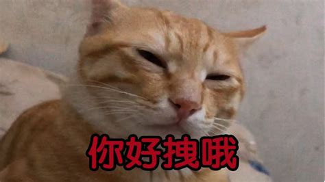 不接受反驳 有猫的日子才是好日子不接受 Youtube