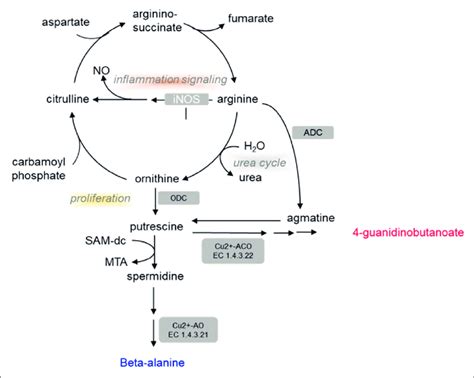 Polyamine Cycle Role Of Copper Enzymes Download Scientific Diagram