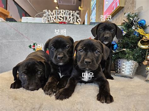 래브라도리트리버 믹스 나비 보배 따우 링코 노르웨이숲성격 데본렉스성격 뱅갈성격 샴성격 셀커크렉스성격 스핑크스성격 아메리칸숏헤어성격 아메리칸컬성격 아비시니안성격 엑조틱