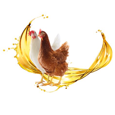 Use Of Fat And Oil In Professional Feed Mixtures For Laying Hens Lohmann Breeders